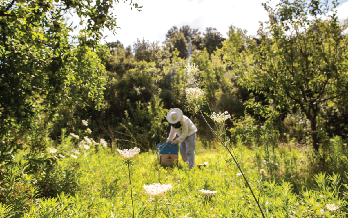 Nature-based Solutions towards Circular Economy - Southern Voice